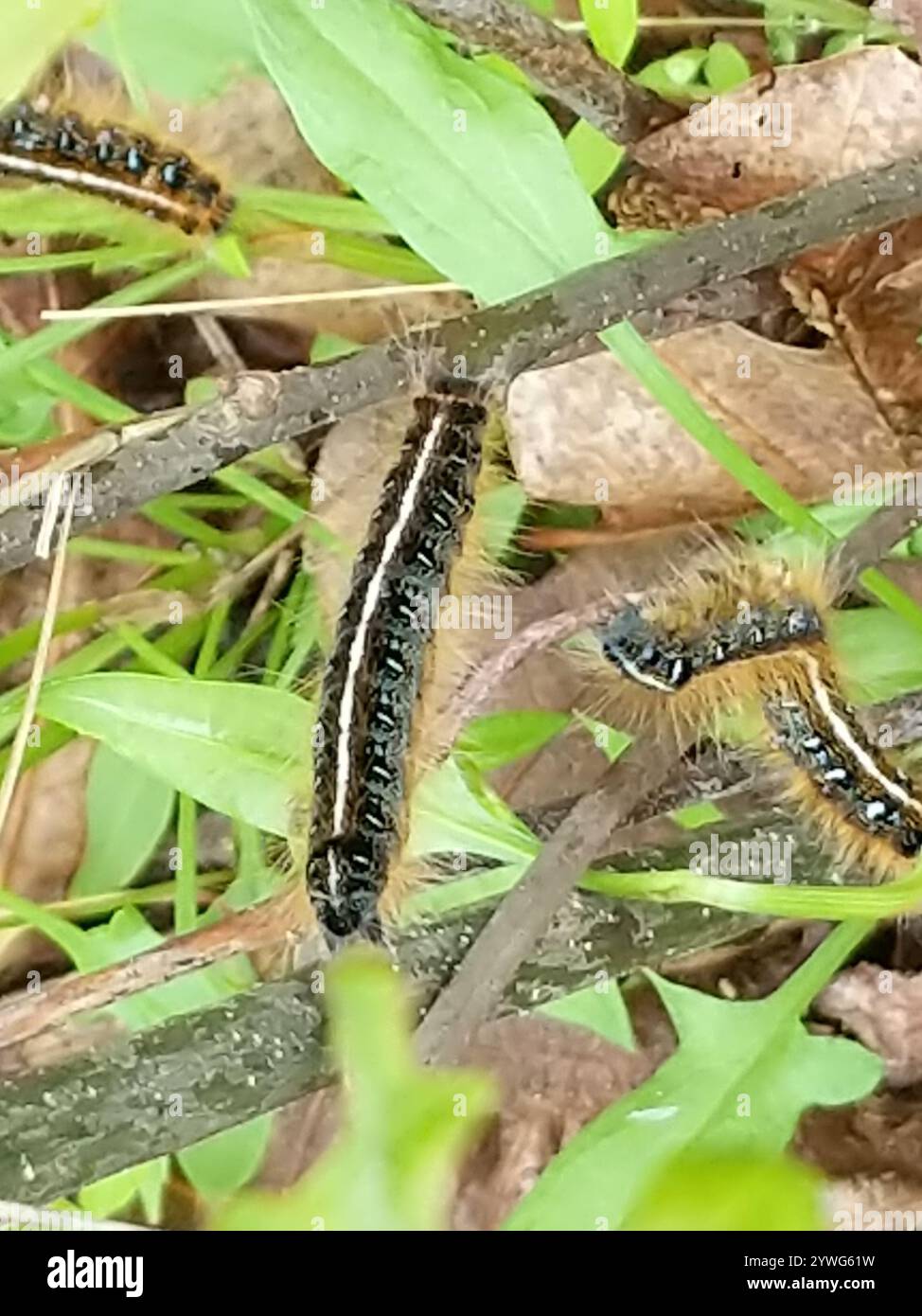 Eastern Tent Caterpillar Moth (Malacosoma americana Stock Photo - Alamy