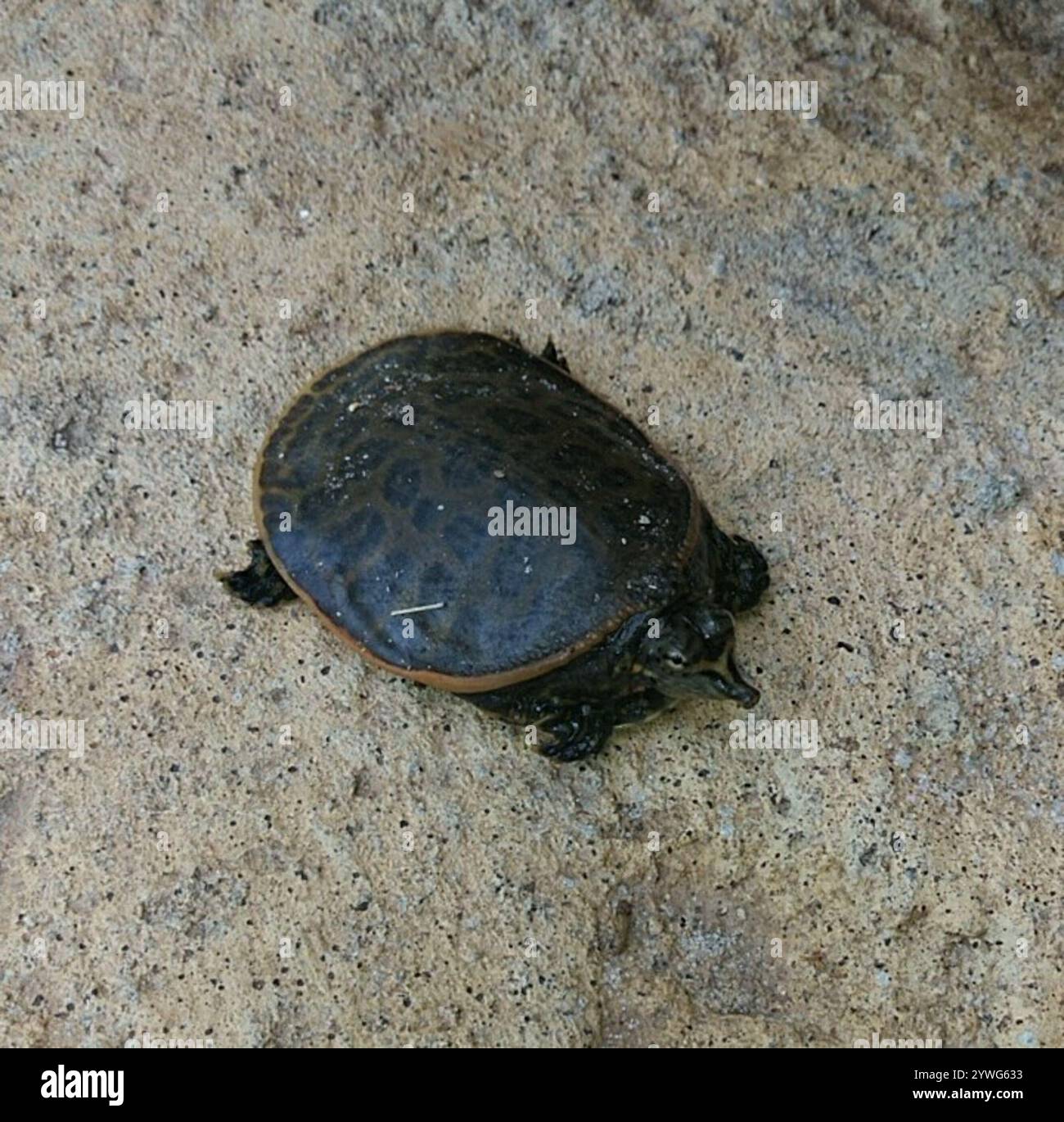 Florida Softshell Turtle (Apalone ferox Stock Photo - Alamy