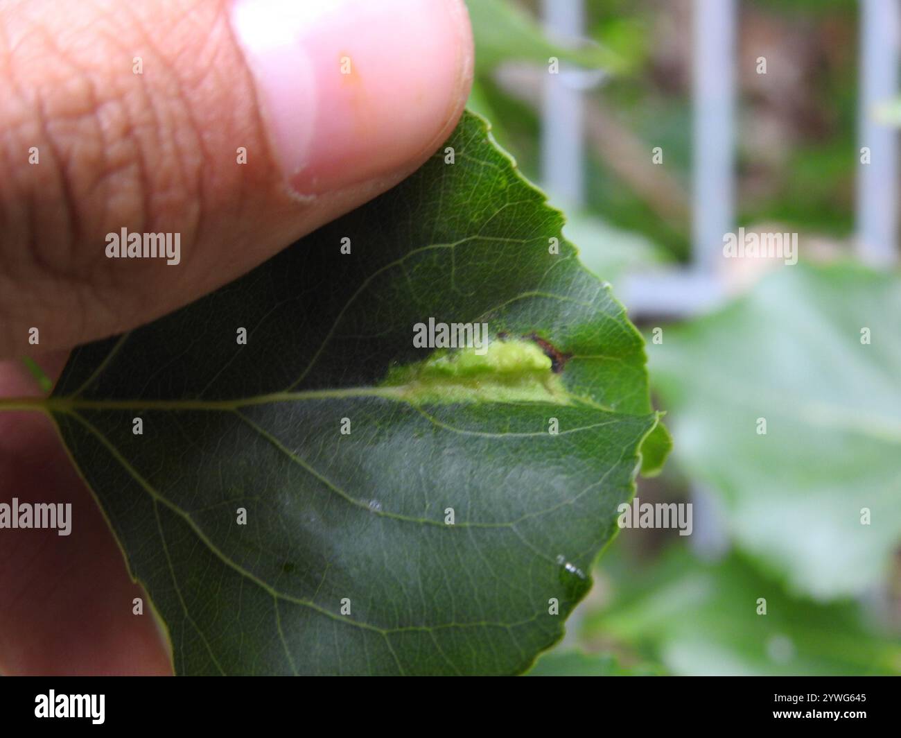Poplar Leaf-stem Gall Aphids (Pemphigus Stock Photo - Alamy