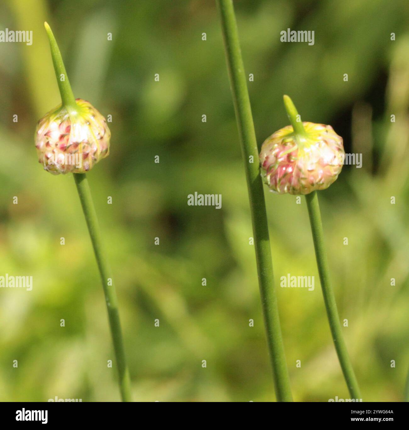 wild garlic (Allium vineale Stock Photo - Alamy