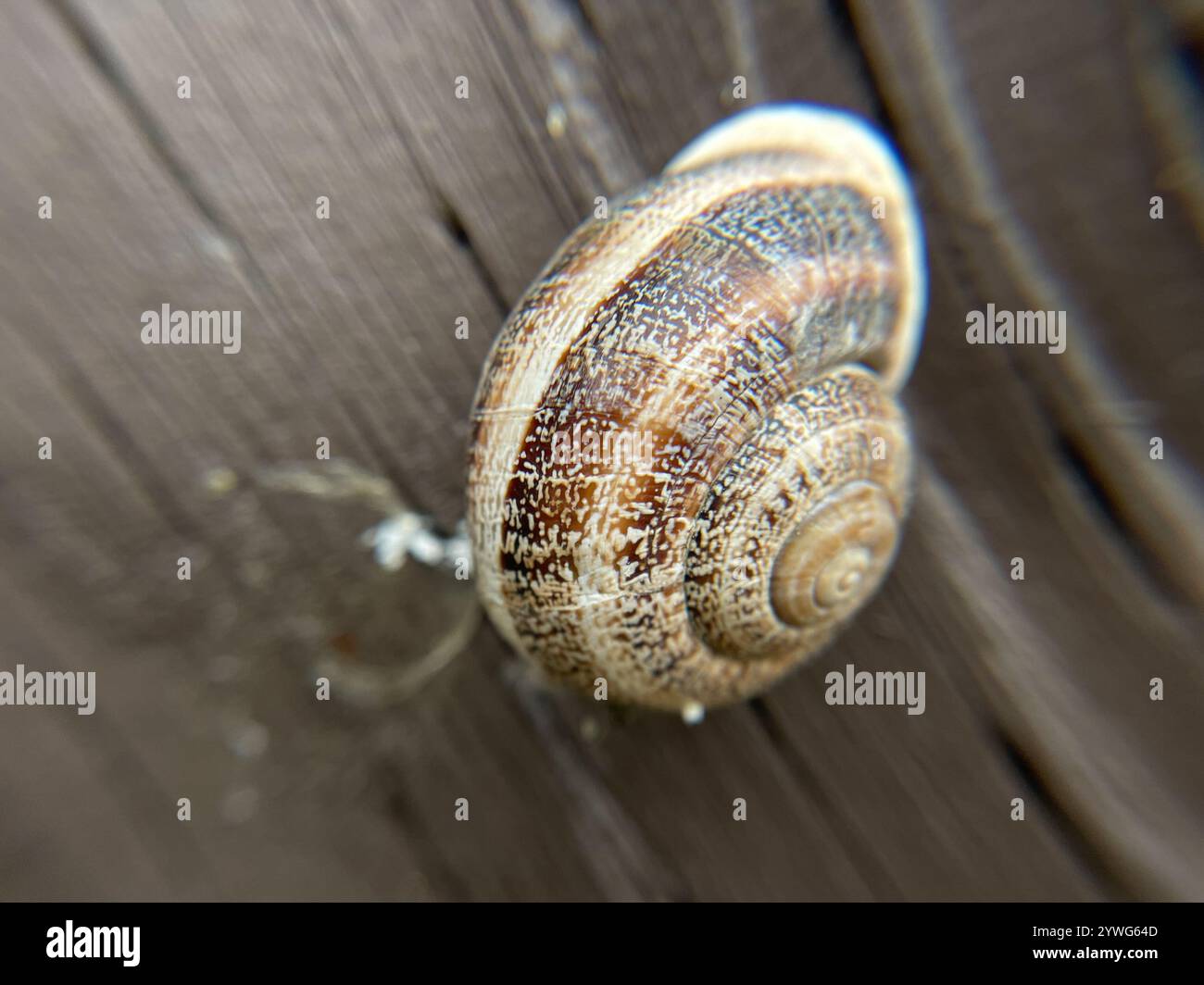 Milk Snail (Otala lactea Stock Photo - Alamy