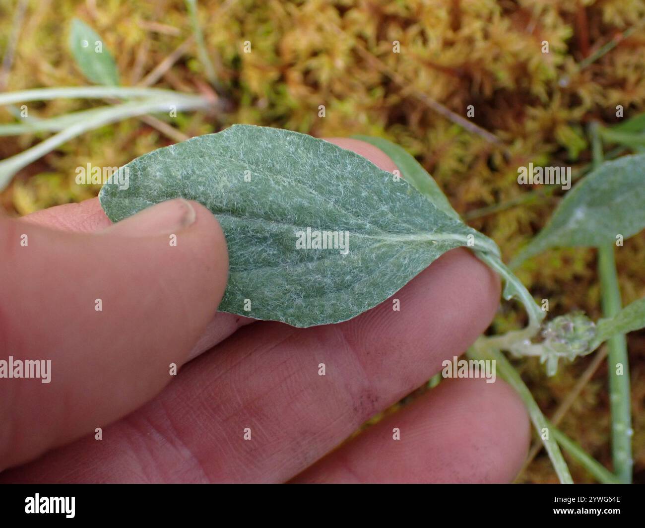 woolly groundsel (Packera cana Stock Photo - Alamy