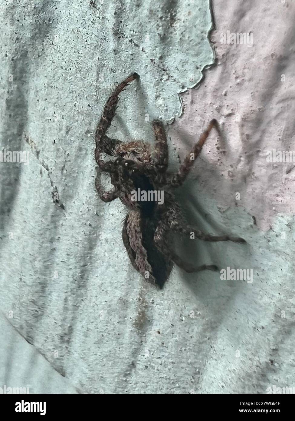 California Flattened Jumping Spider (Platycryptus californicus Stock ...