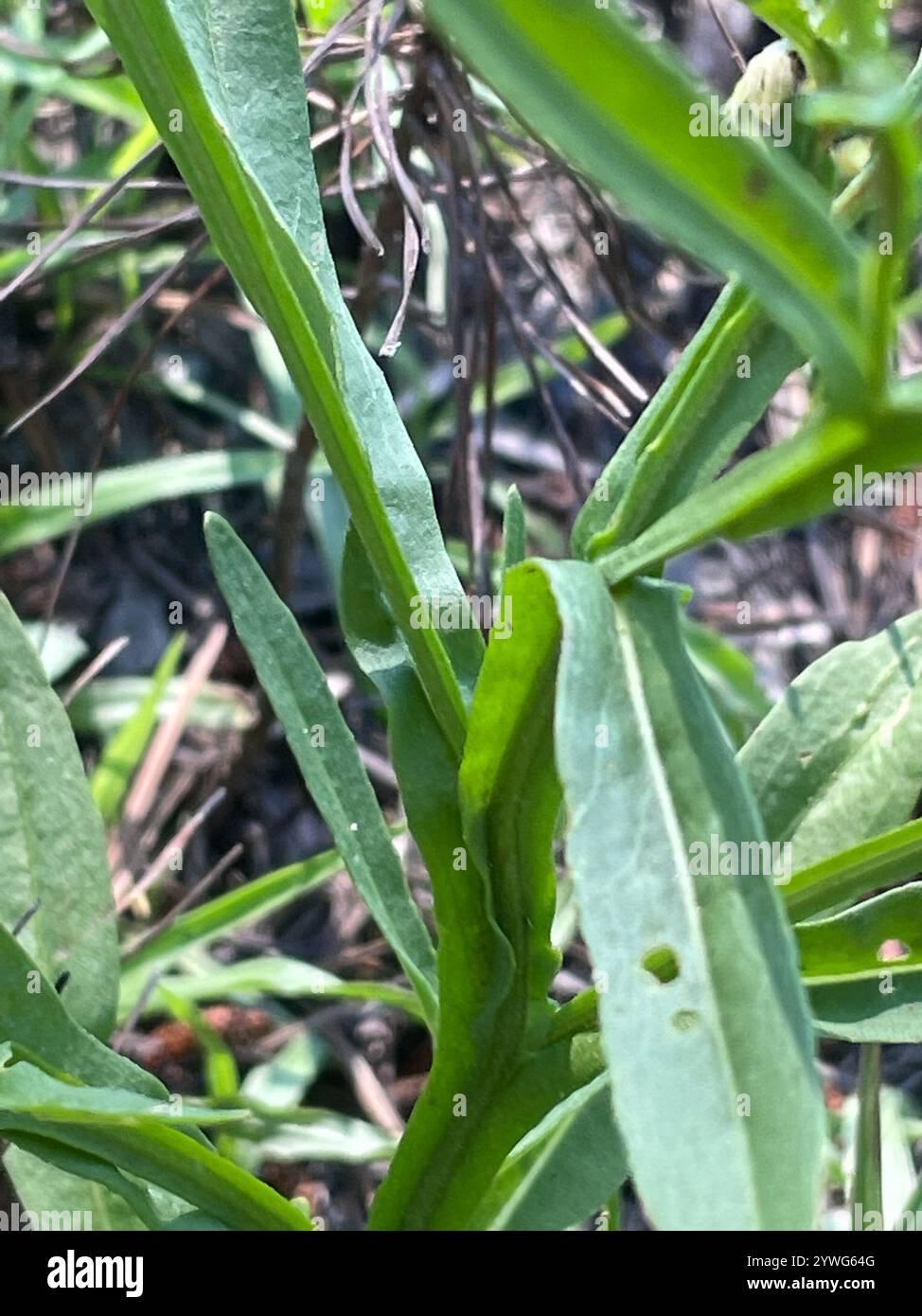 Southern Sneezeweed (Helenium flexuosum Stock Photo - Alamy