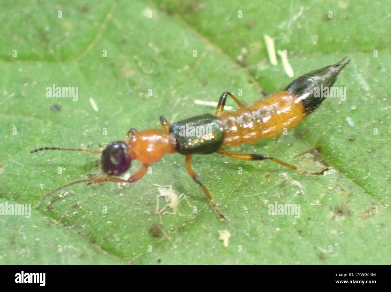 Whiplash Beetles (Paederus Stock Photo - Alamy