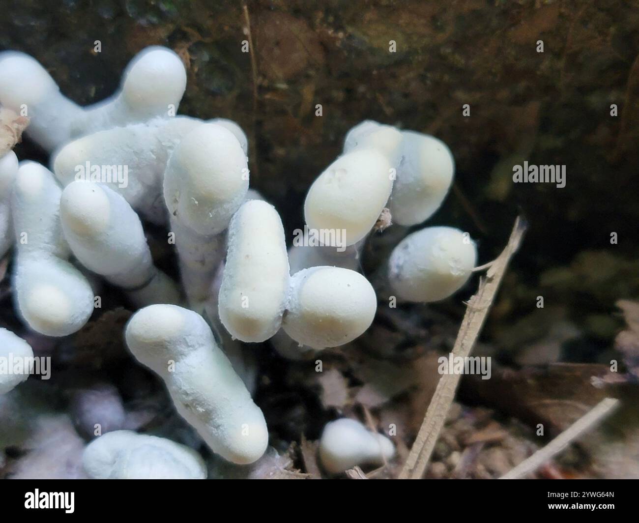 dead man's fingers (Xylaria polymorpha Stock Photo - Alamy