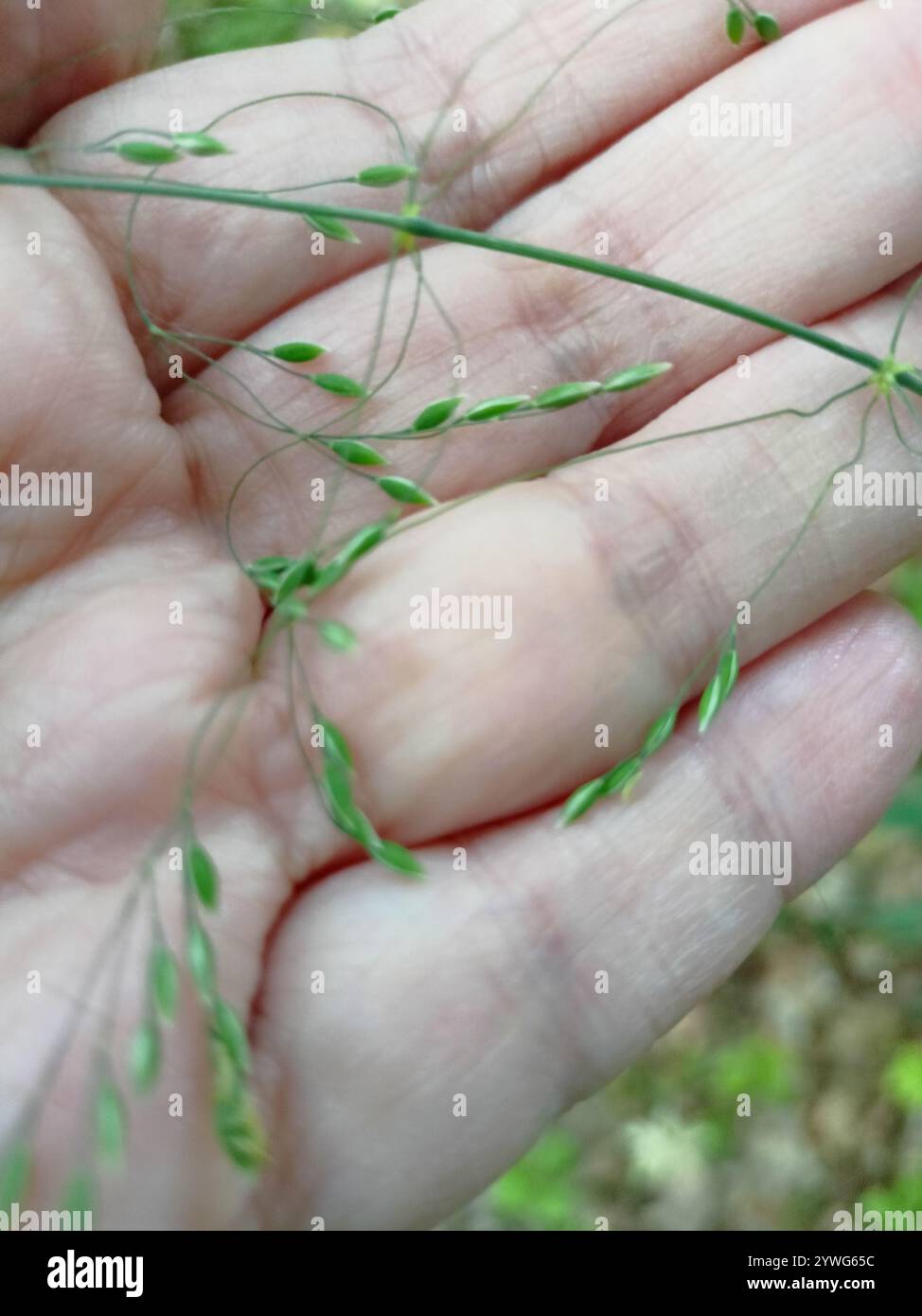 Wood Millet (Milium effusum Stock Photo - Alamy