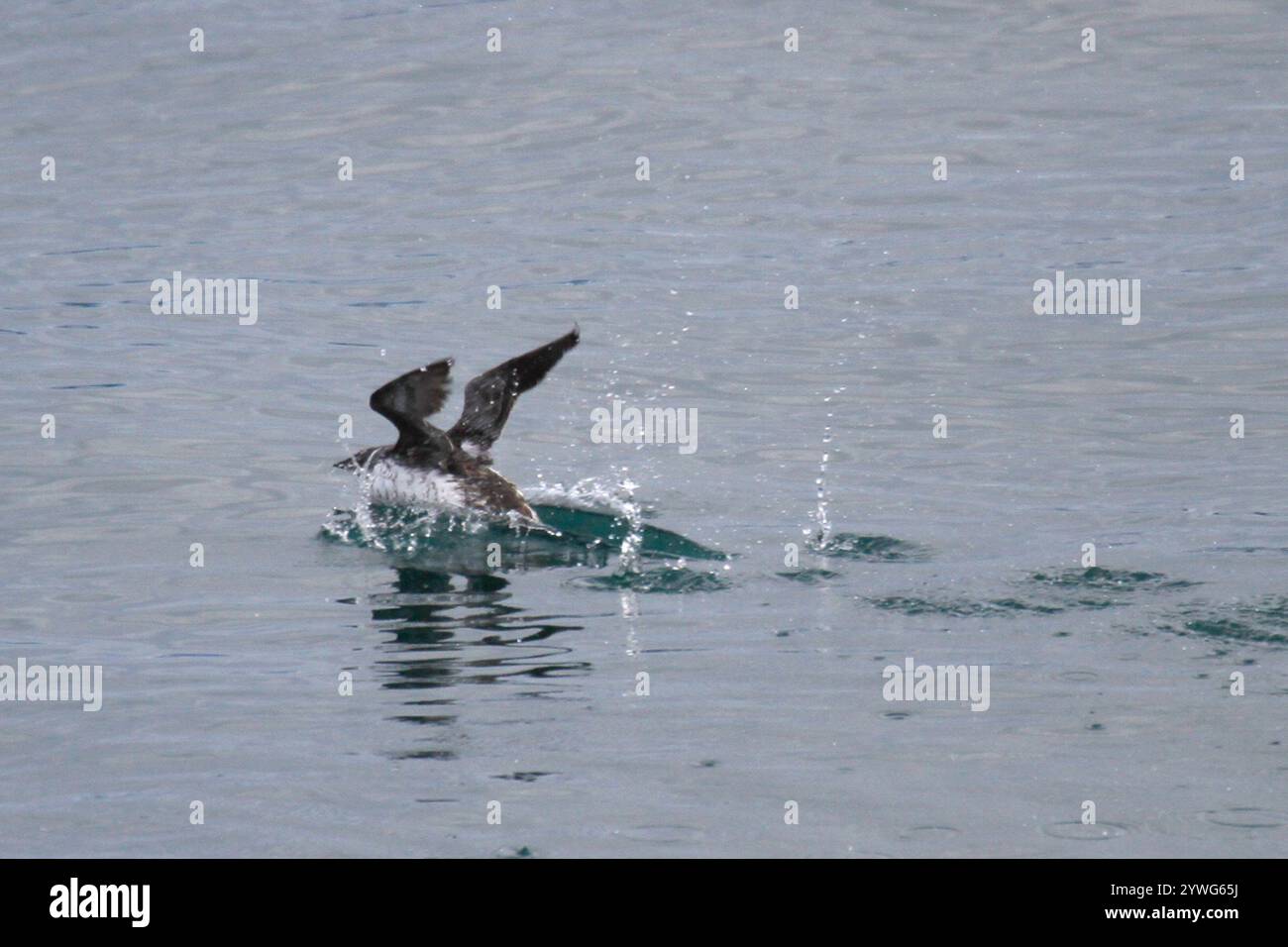 Marbled murrelet hi-res stock photography and images - Alamy