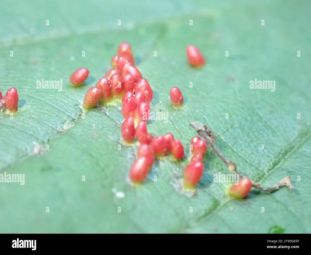 Sycamore Cherry Mite (Aceria cephalonea Stock Photo - Alamy