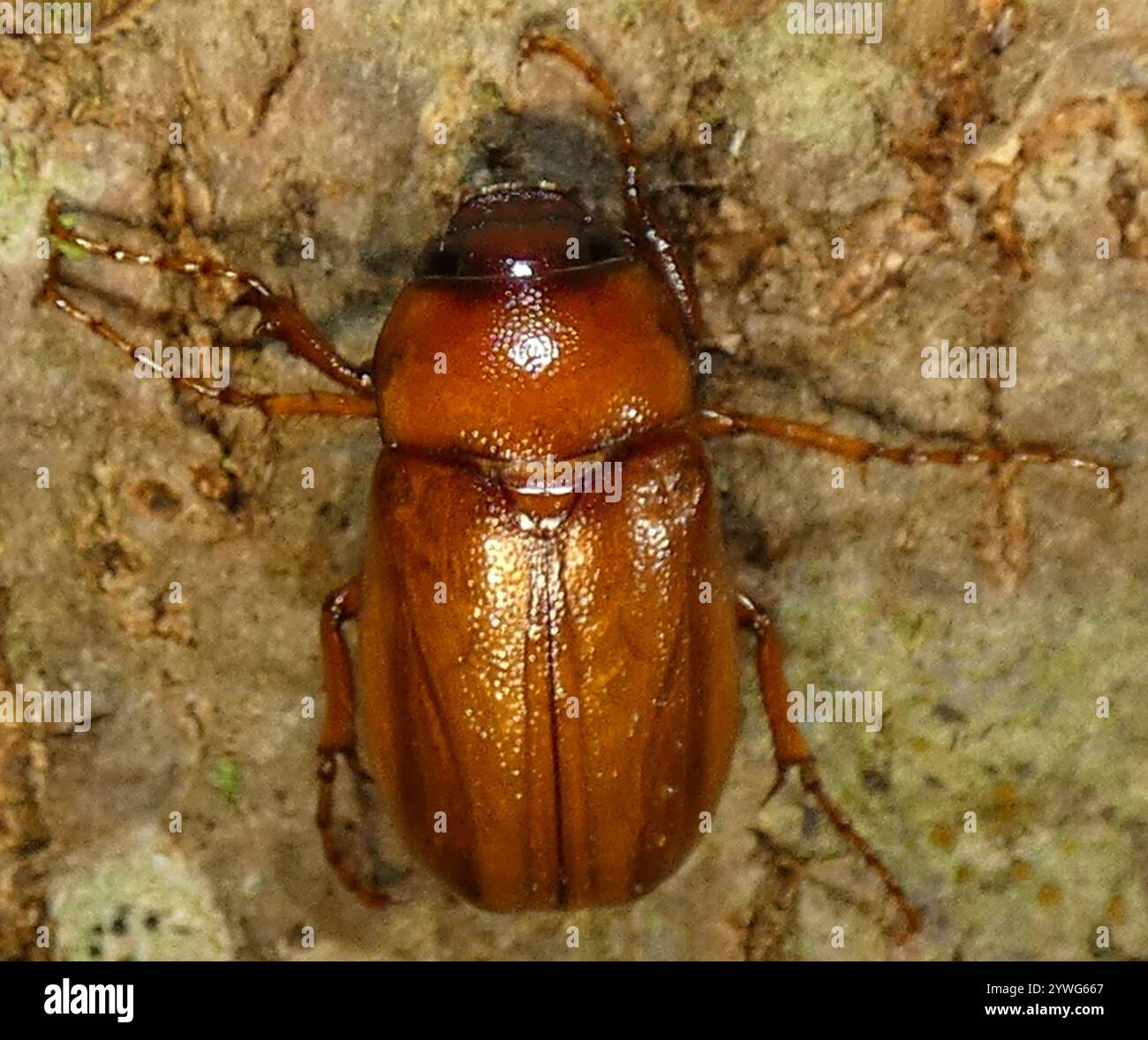 May Beetles (Phyllophaga Stock Photo - Alamy
