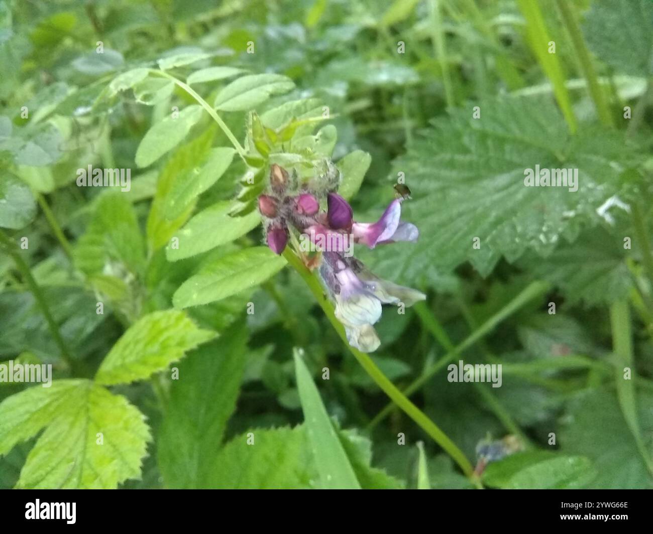 Bush Vetch (Vicia sepium Stock Photo - Alamy