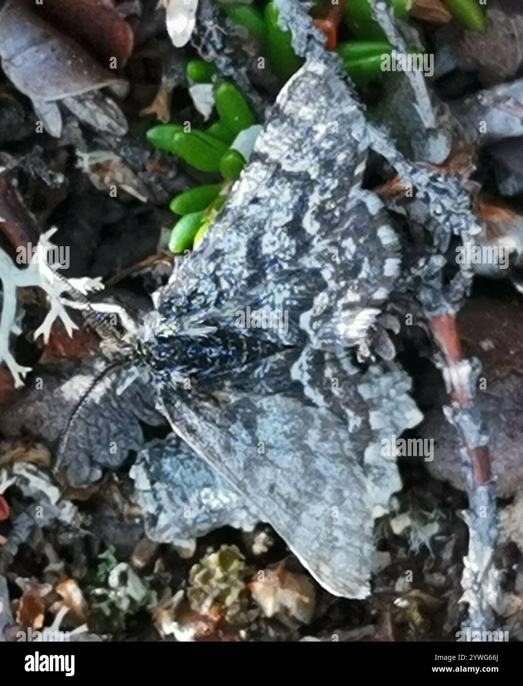 Macaria carbonaria hi-res stock photography and images - Alamy