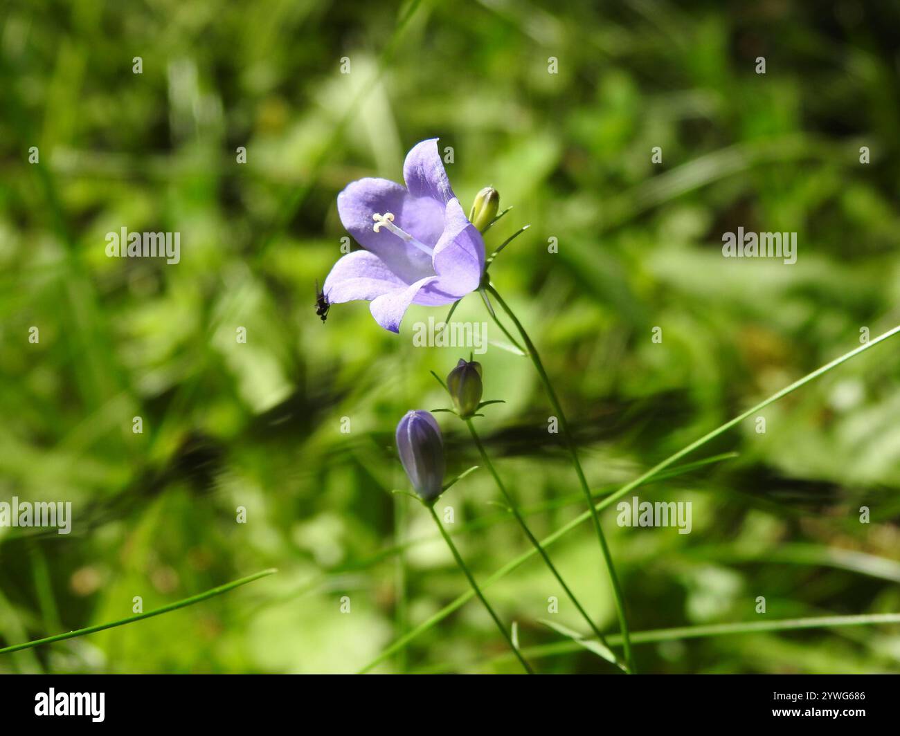 Common Harebell (Campanula rotundifolia Stock Photo - Alamy