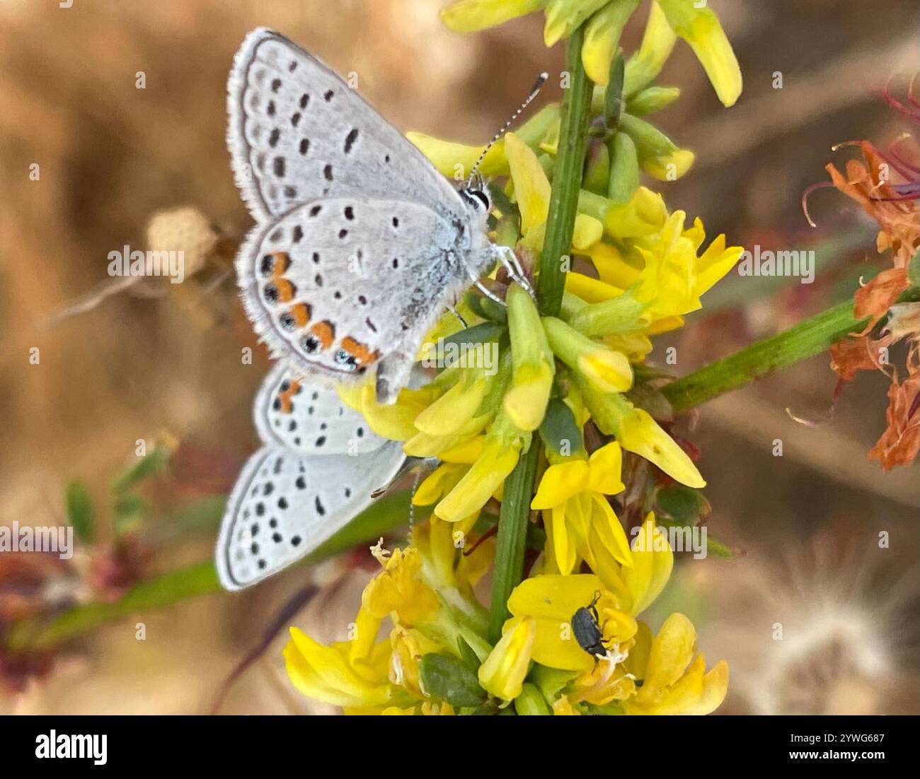 Acmon Blue (Icaricia acmon Stock Photo - Alamy