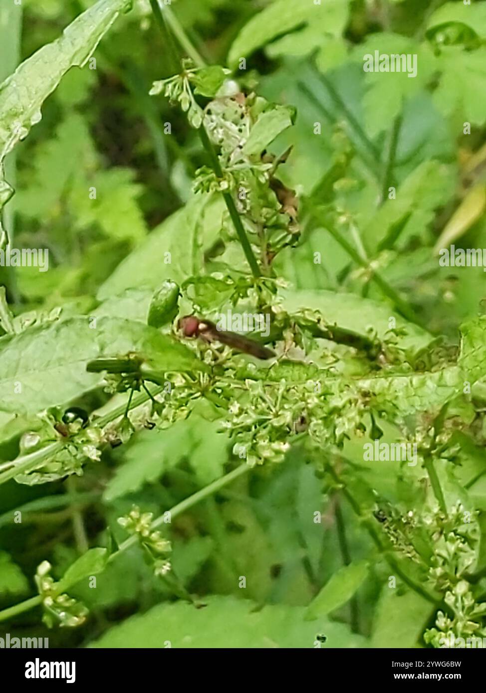 Typical Hover Flies (Syrphinae Stock Photo - Alamy