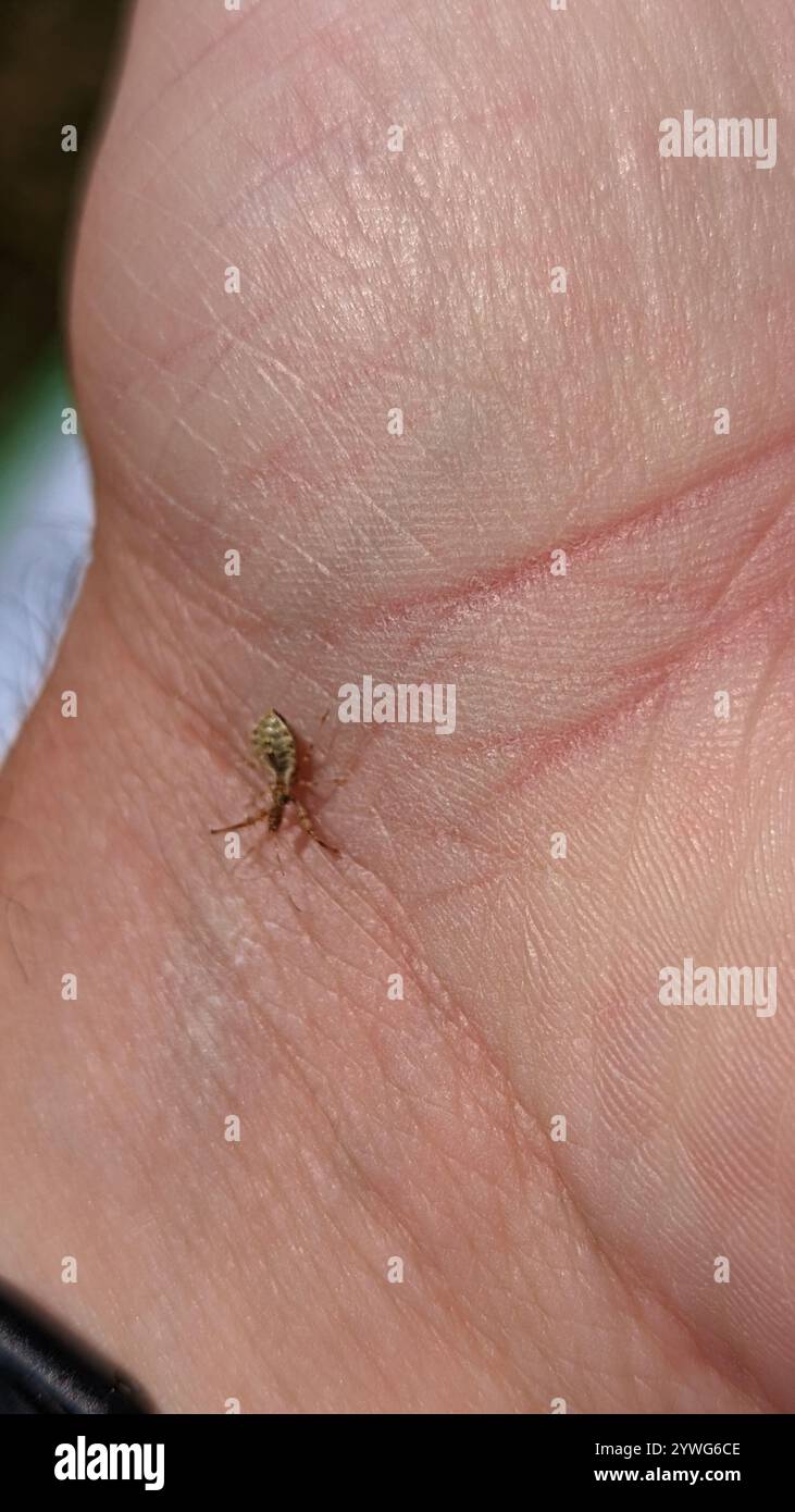 Sinea hi-res stock photography and images - Alamy