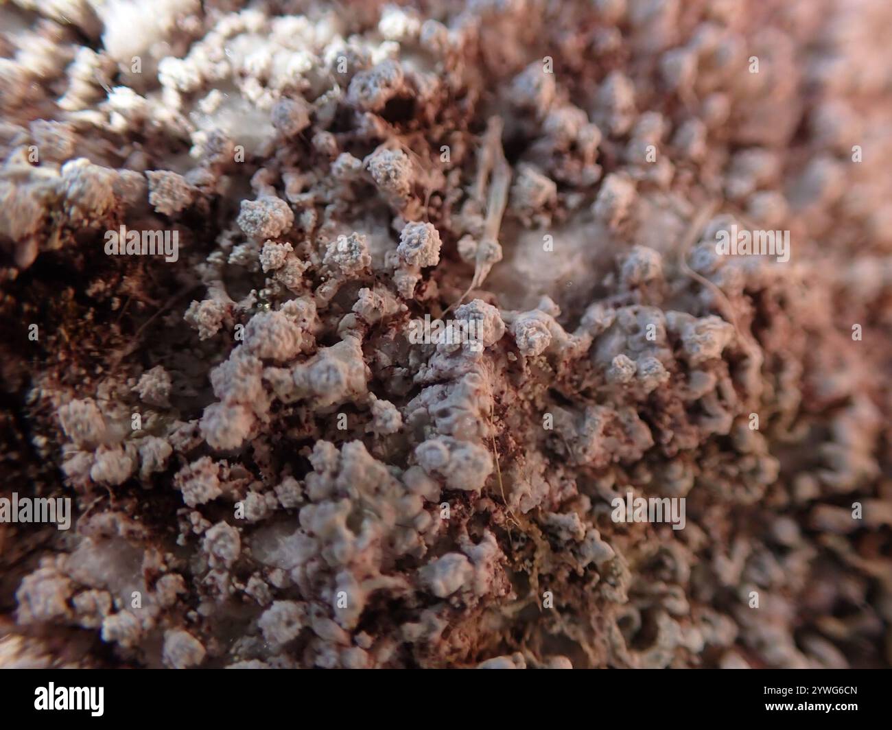 wart lichens, water lichens, and allies (Pertusariales Stock Photo - Alamy
