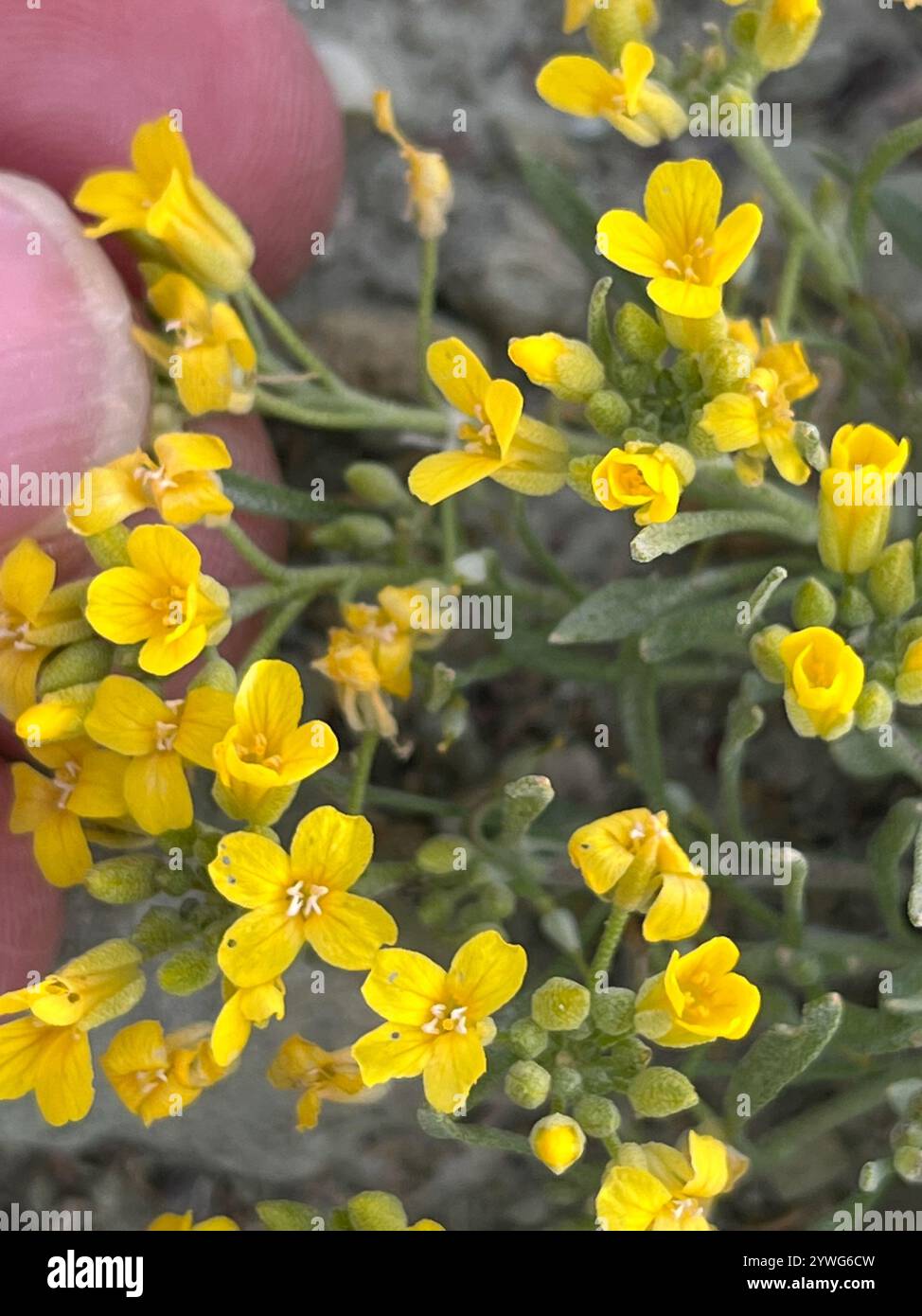 Spatulate Bladderpod (Physaria spatulata Stock Photo - Alamy