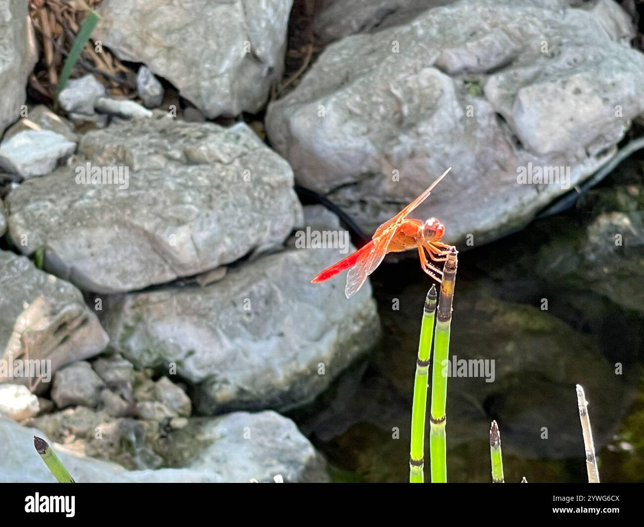 Neon Skimmer (Libellula croceipennis Stock Photo - Alamy