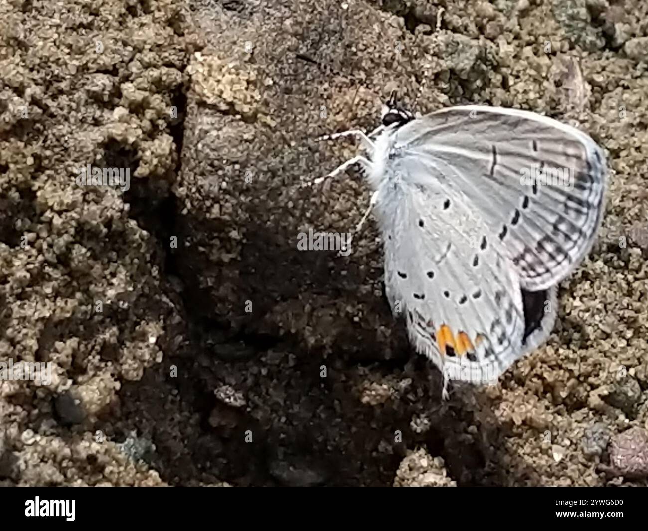 Eastern Tailed-Blue (Cupido comyntas Stock Photo - Alamy