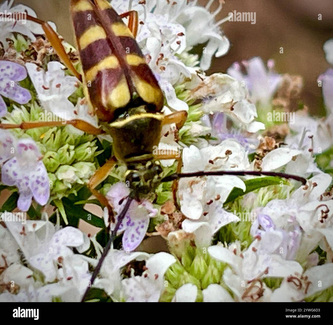 Banded Longhorn Beetle (Typocerus velutinus Stock Photo - Alamy