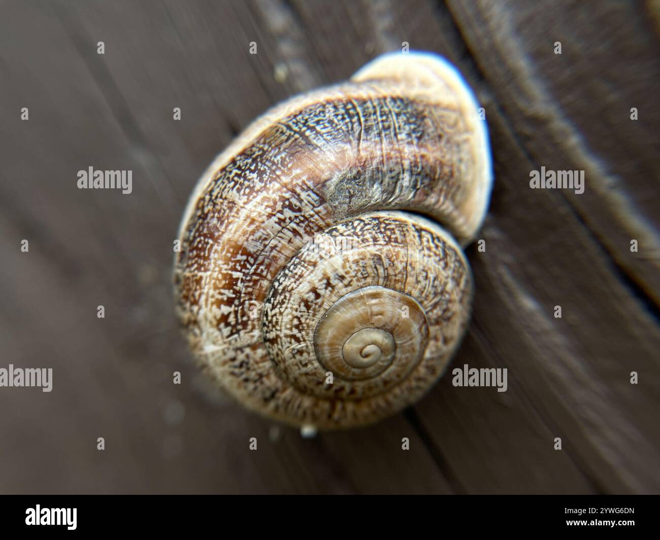 Milk Snail (Otala lactea Stock Photo - Alamy
