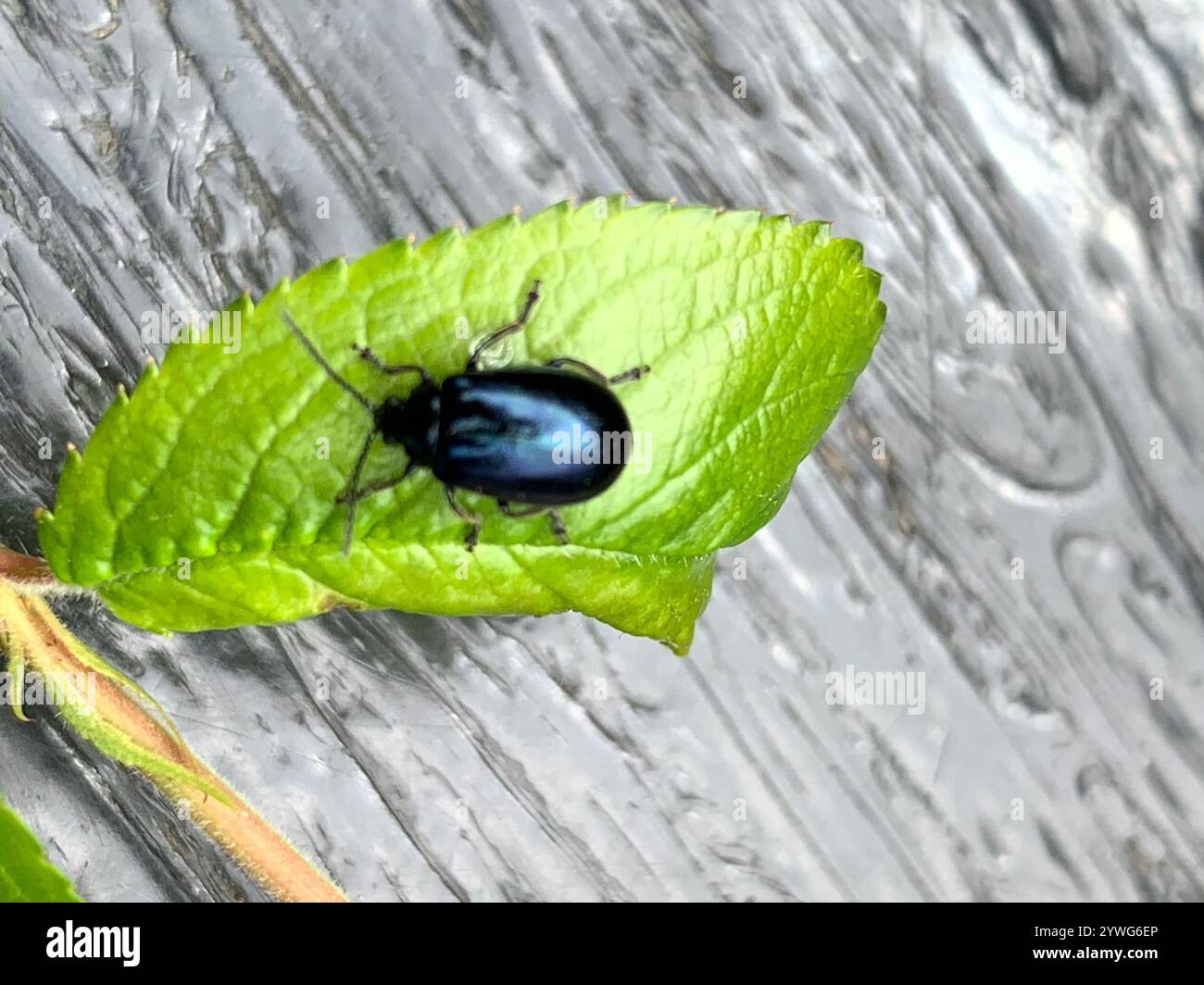 Alder Leaf Beetle (Agelastica alni Stock Photo - Alamy