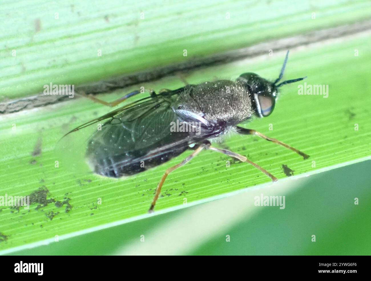Black Colonel (Odontomyia tigrina Stock Photo - Alamy