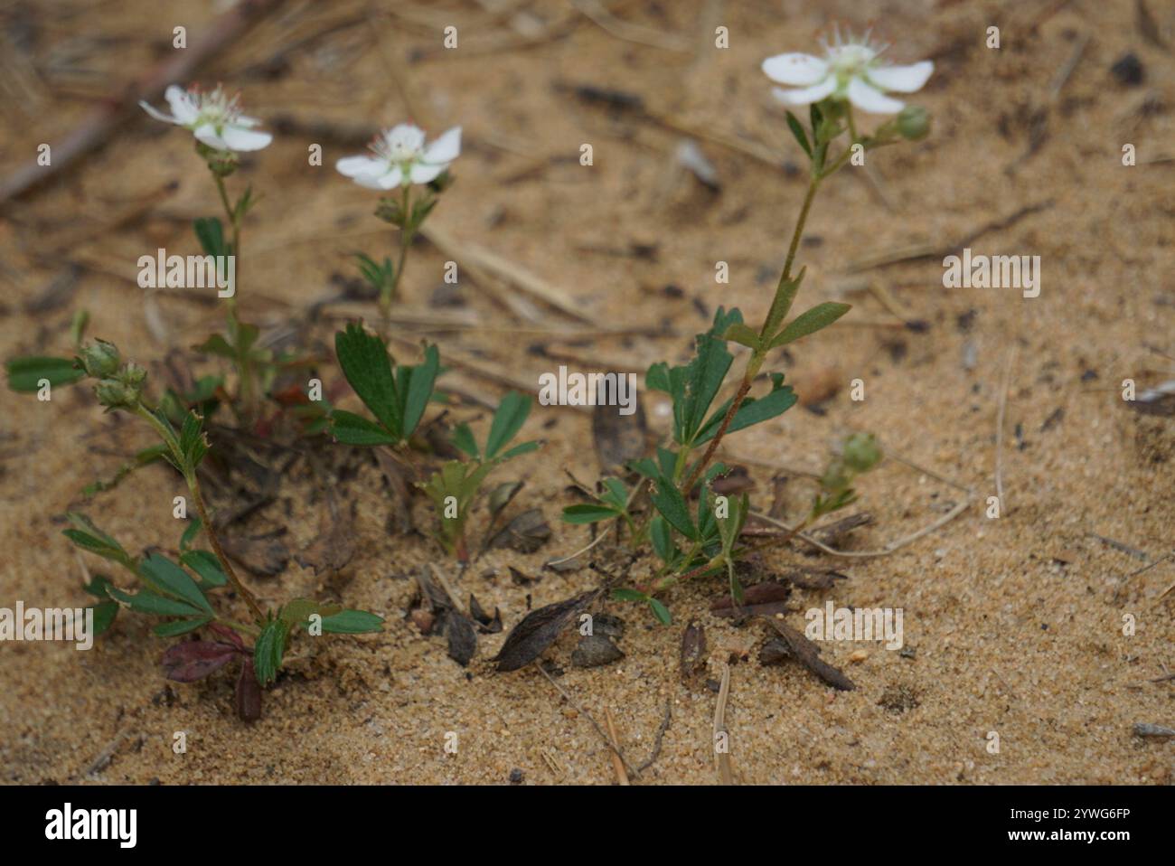 three-toothed cinquefoil (Sibbaldiopsis tridentata Stock Photo - Alamy