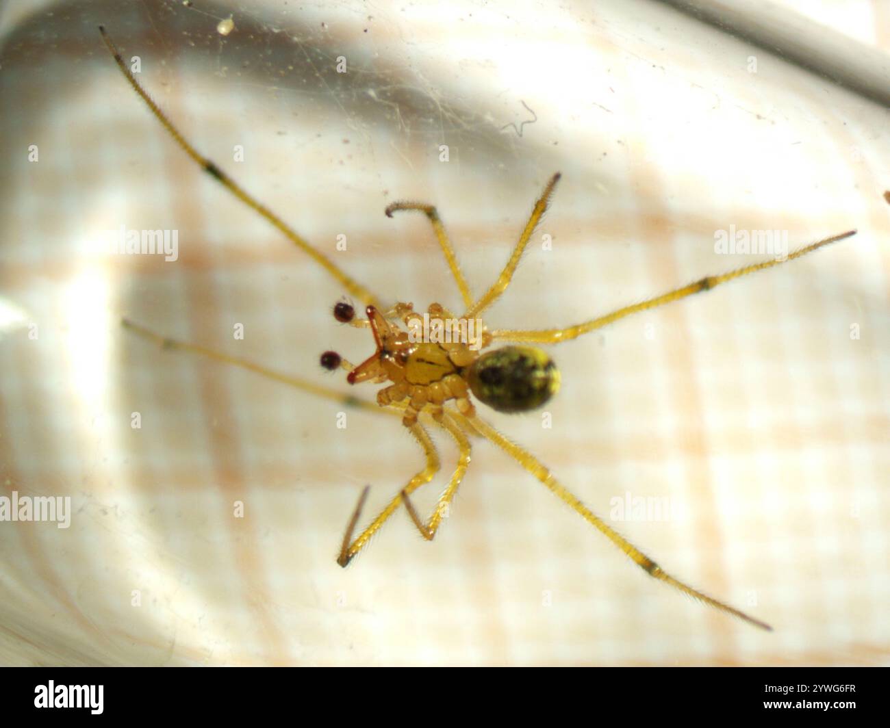 Candy-striped Spider complex (Enoplognatha ovata Stock Photo - Alamy
