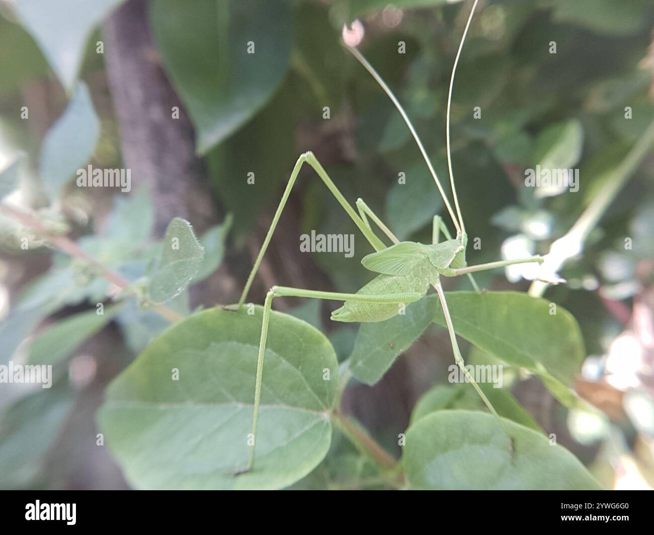Long legged cricket hi-res stock photography and images - Alamy