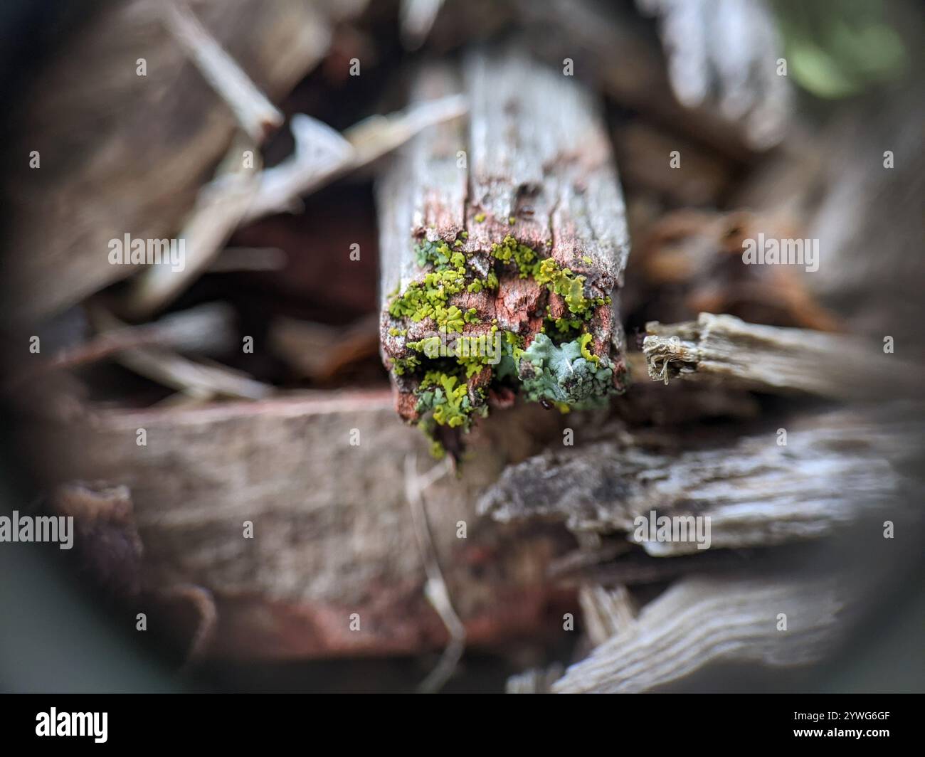 Oribatida mites hi-res stock photography and images - Alamy