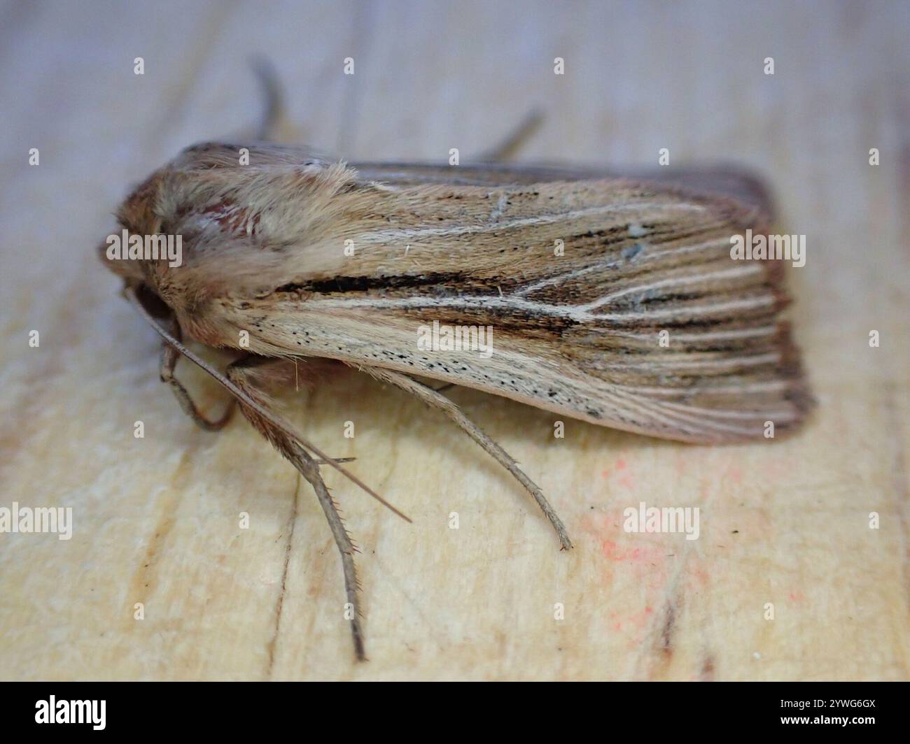 Shoulder striped wainscot hi-res stock photography and images - Alamy