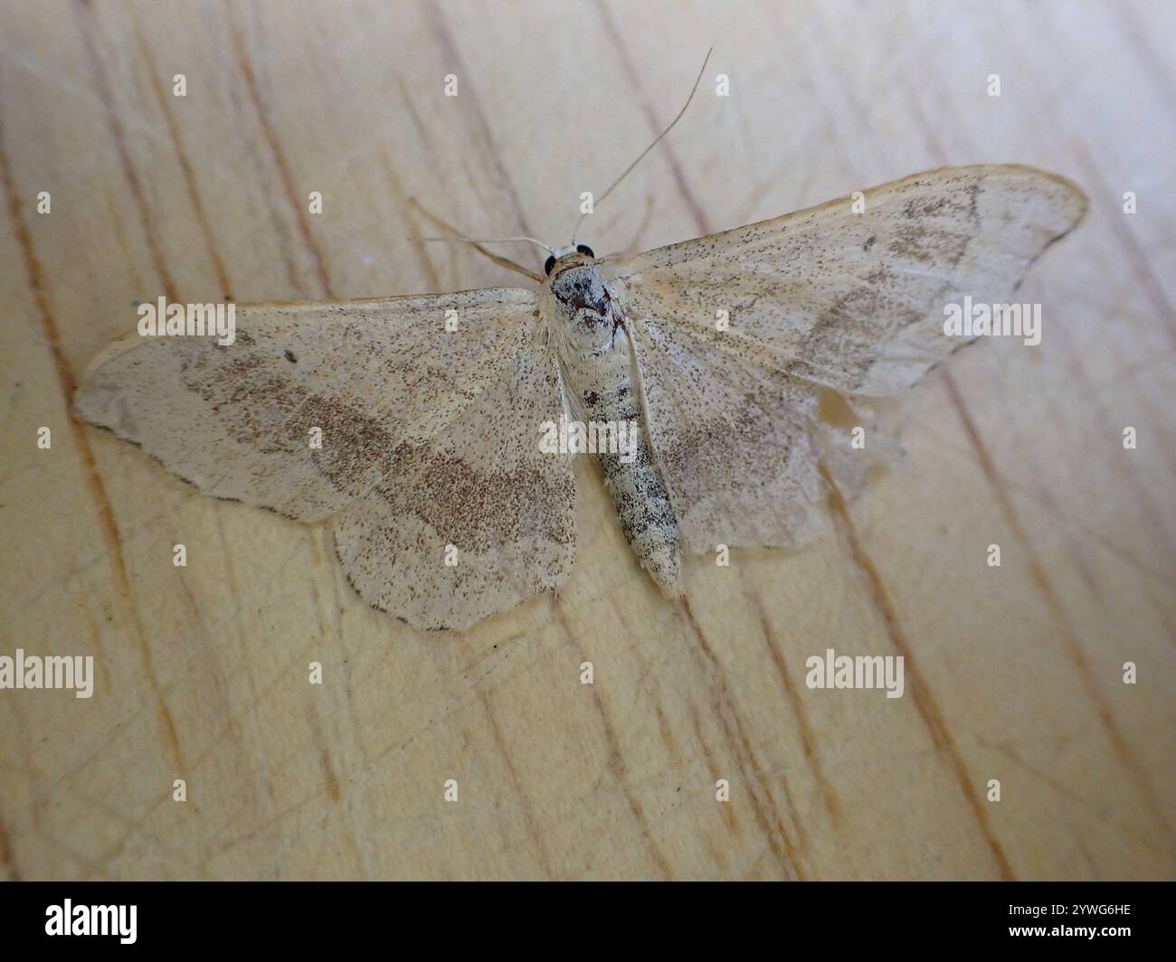 Riband Wave (Idaea aversata Stock Photo - Alamy