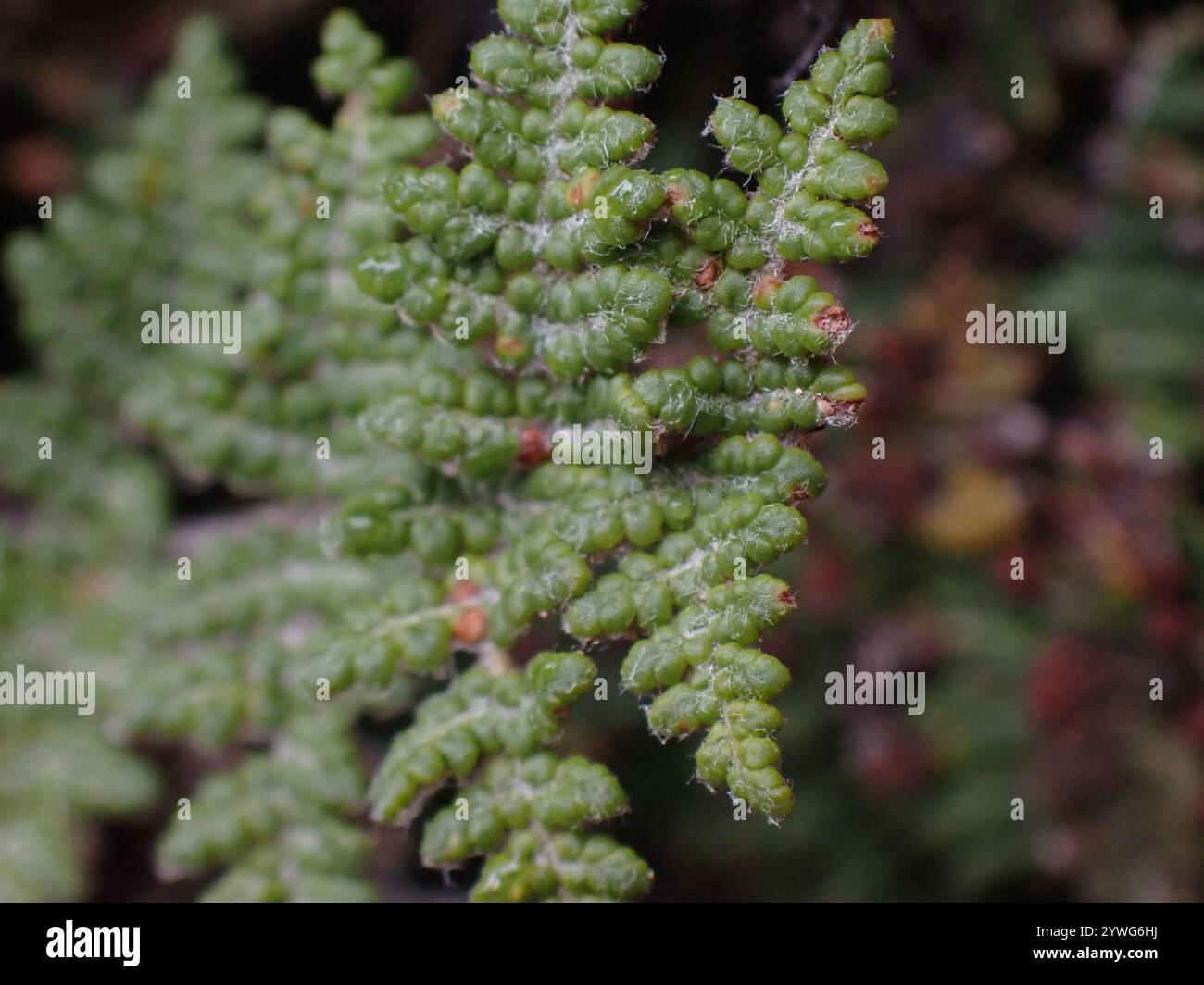Fee's lip fern (Myriopteris gracilis Stock Photo - Alamy