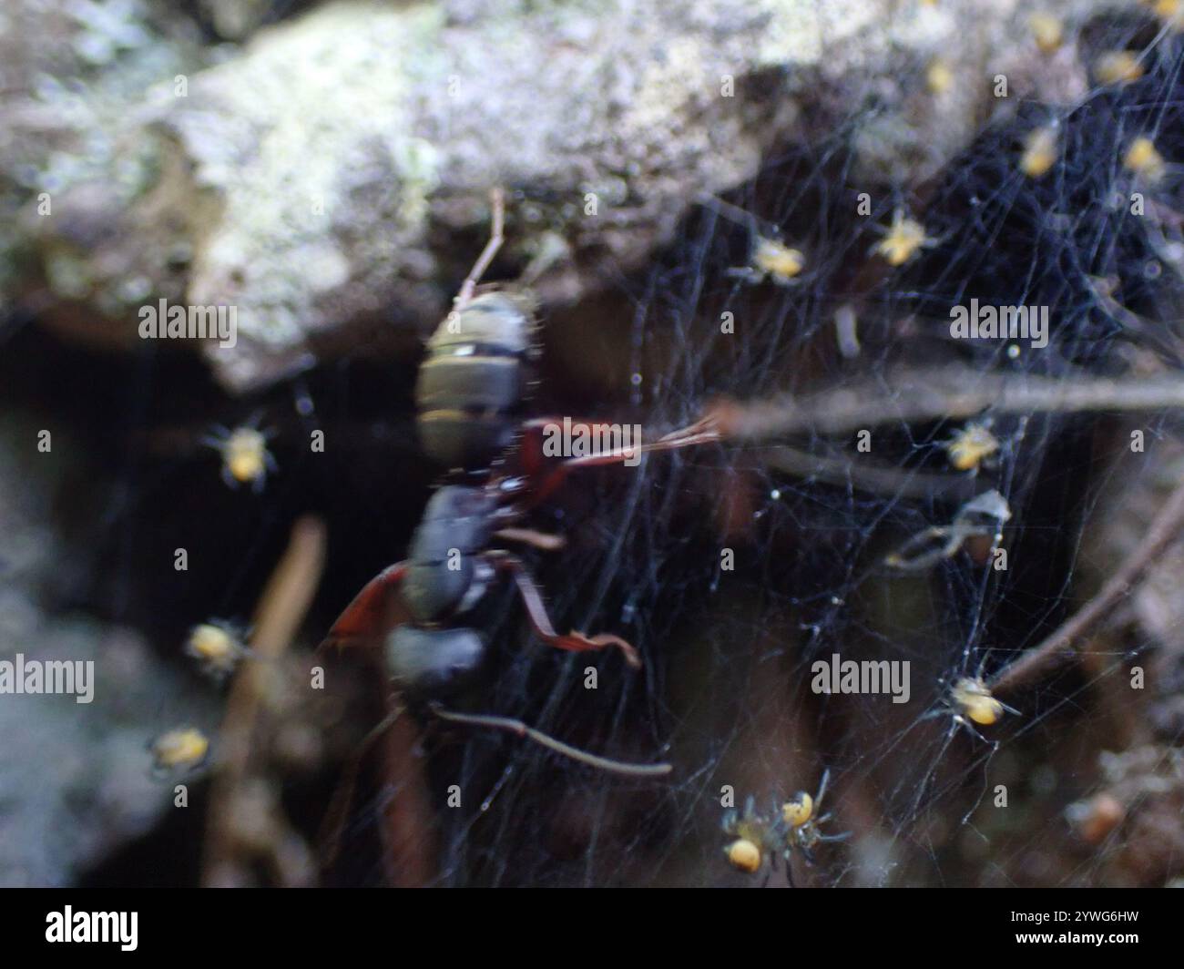 Western Black Carpenter Ant (Camponotus modoc Stock Photo - Alamy