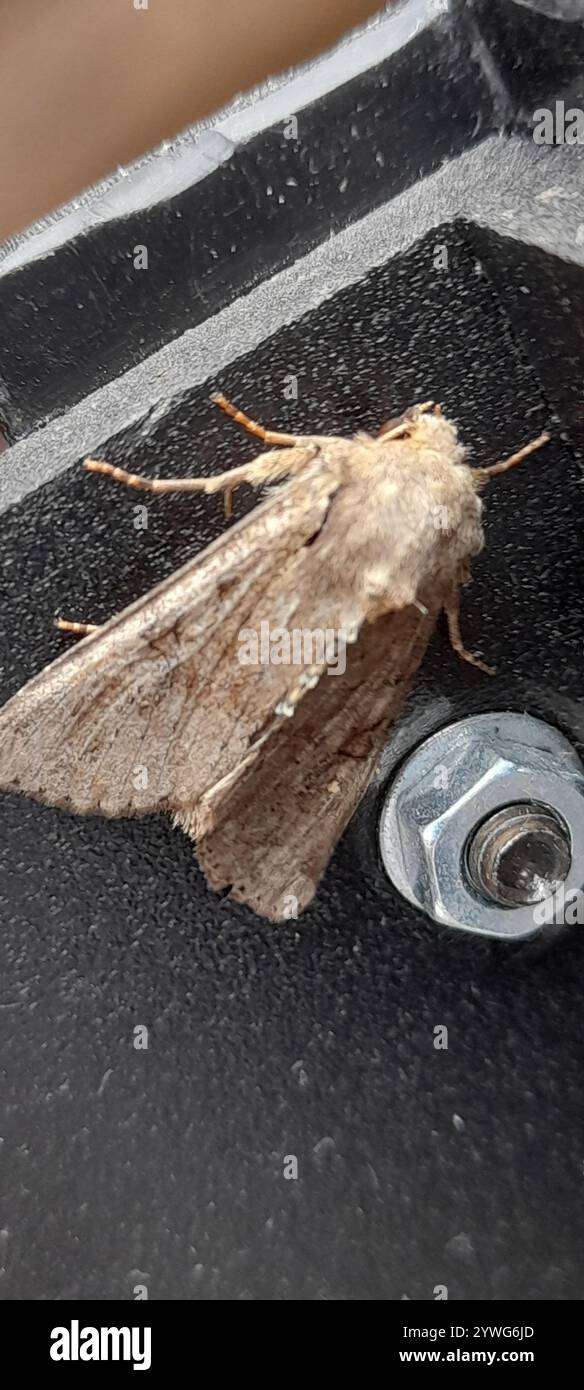 Sordens hi-res stock photography and images - Alamy