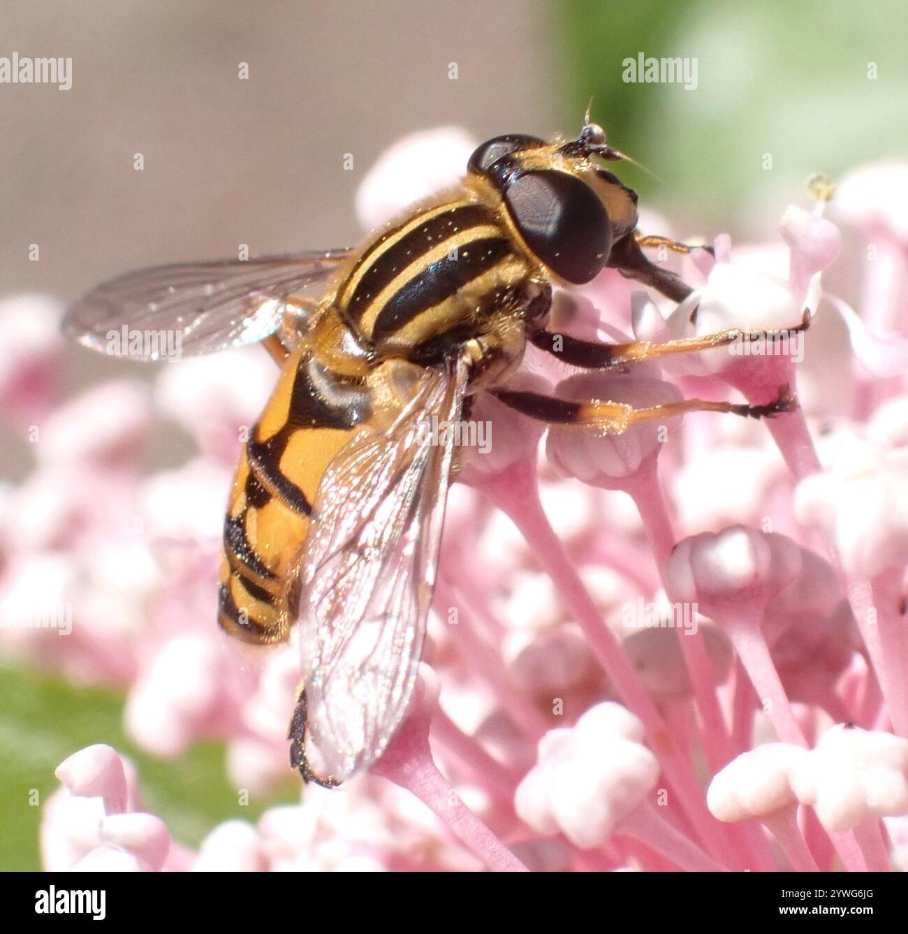 Sun Fly (Helophilus pendulus Stock Photo - Alamy