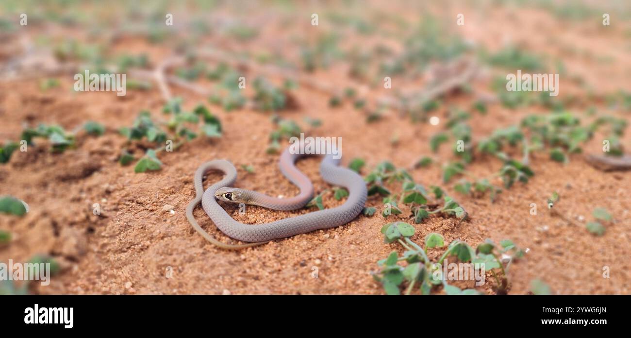 Yellow-faced Whipsnake (Demansia psammophis Stock Photo - Alamy