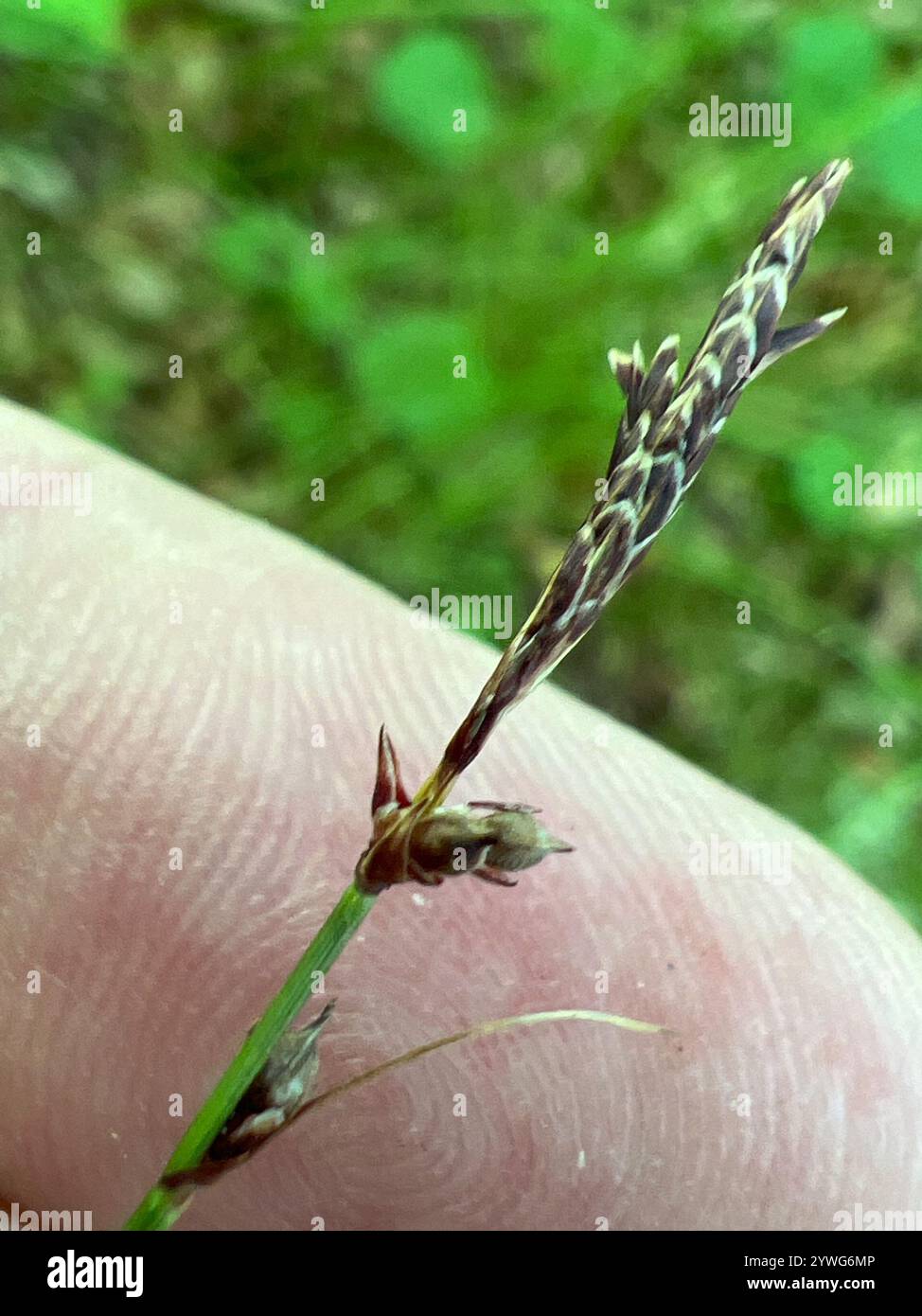 Pennsylvania sedge (Carex pensylvanica Stock Photo - Alamy