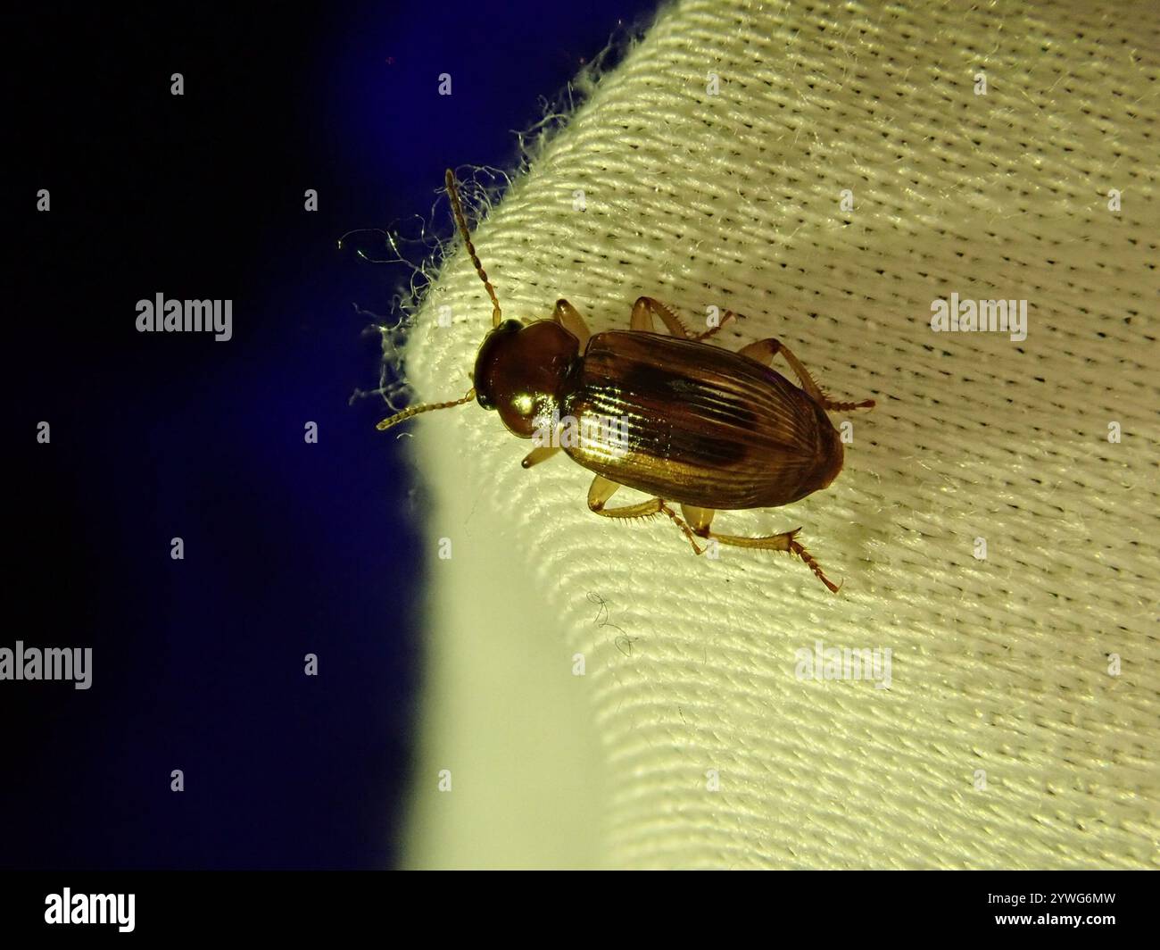 LeConte's Seedcorn Beetle (Stenolophus lecontei Stock Photo - Alamy