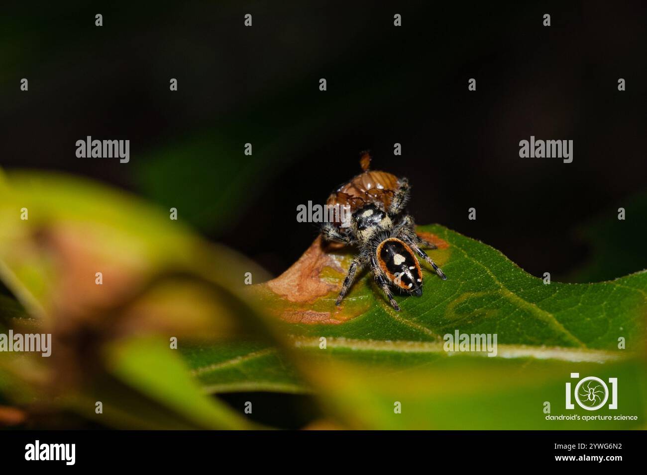 Workman's Jumping Spider (Phidippus workmani Stock Photo - Alamy