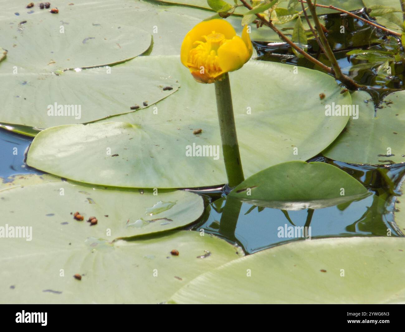 yellow water-lily (Nuphar lutea Stock Photo - Alamy