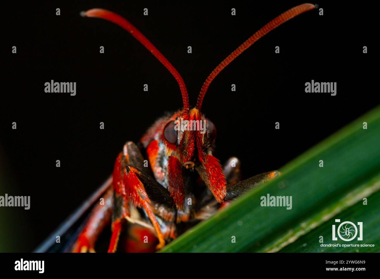 Lilac Borer Moth (Podosesia syringae Stock Photo - Alamy