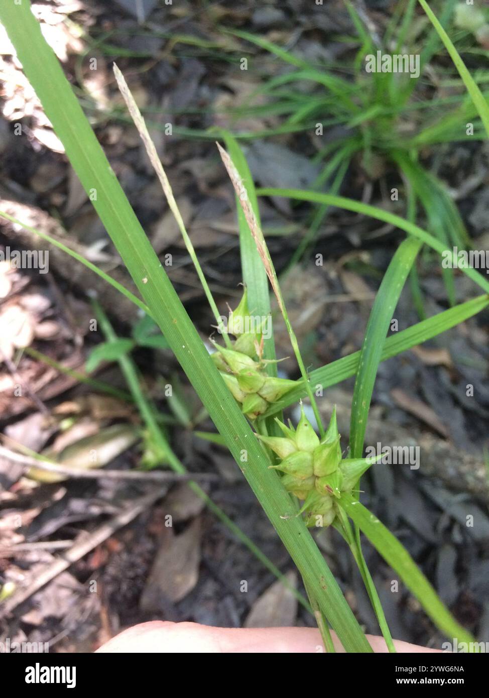 bladder sedge (Carex intumescens Stock Photo - Alamy