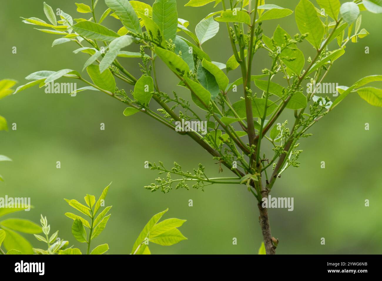 poison sumac (Toxicodendron vernix Stock Photo - Alamy