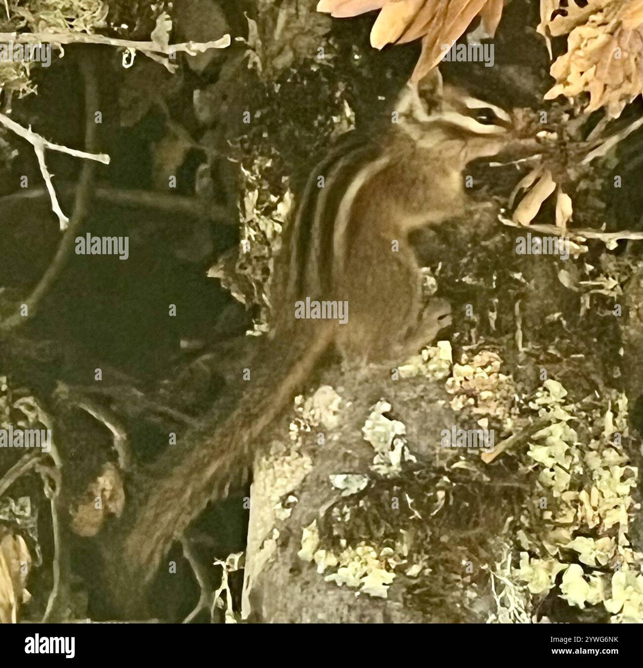 Merriam's Chipmunk (Neotamias merriami Stock Photo - Alamy