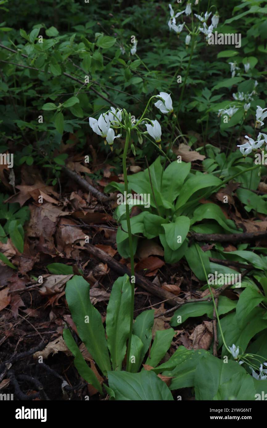 eastern shooting star (Primula meadia Stock Photo - Alamy