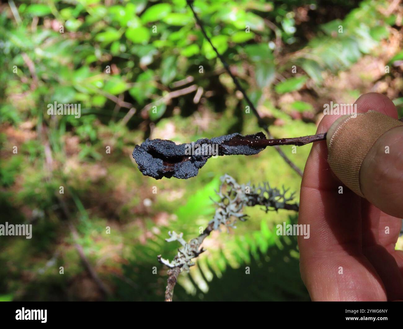 slime molds (Mycetozoa Stock Photo - Alamy