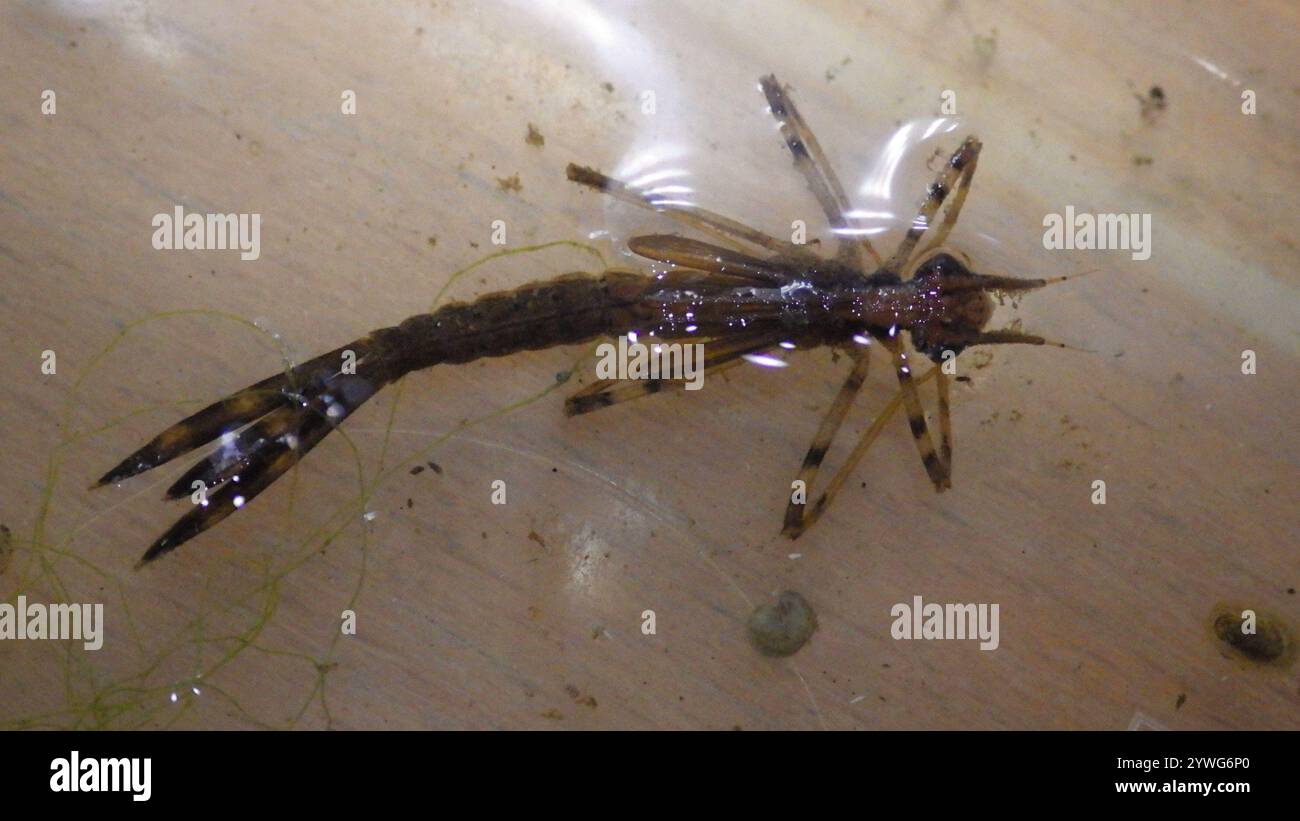 Broad-winged Damselflies (Calopterygidae Stock Photo - Alamy